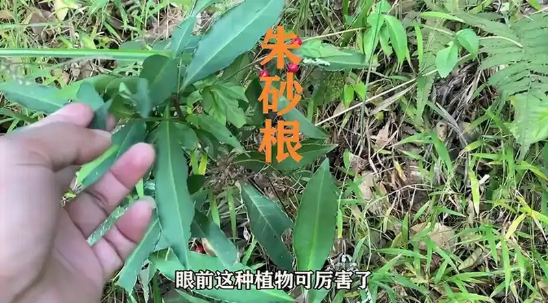 朱砂根,很少人知道它的好,一起来了解下