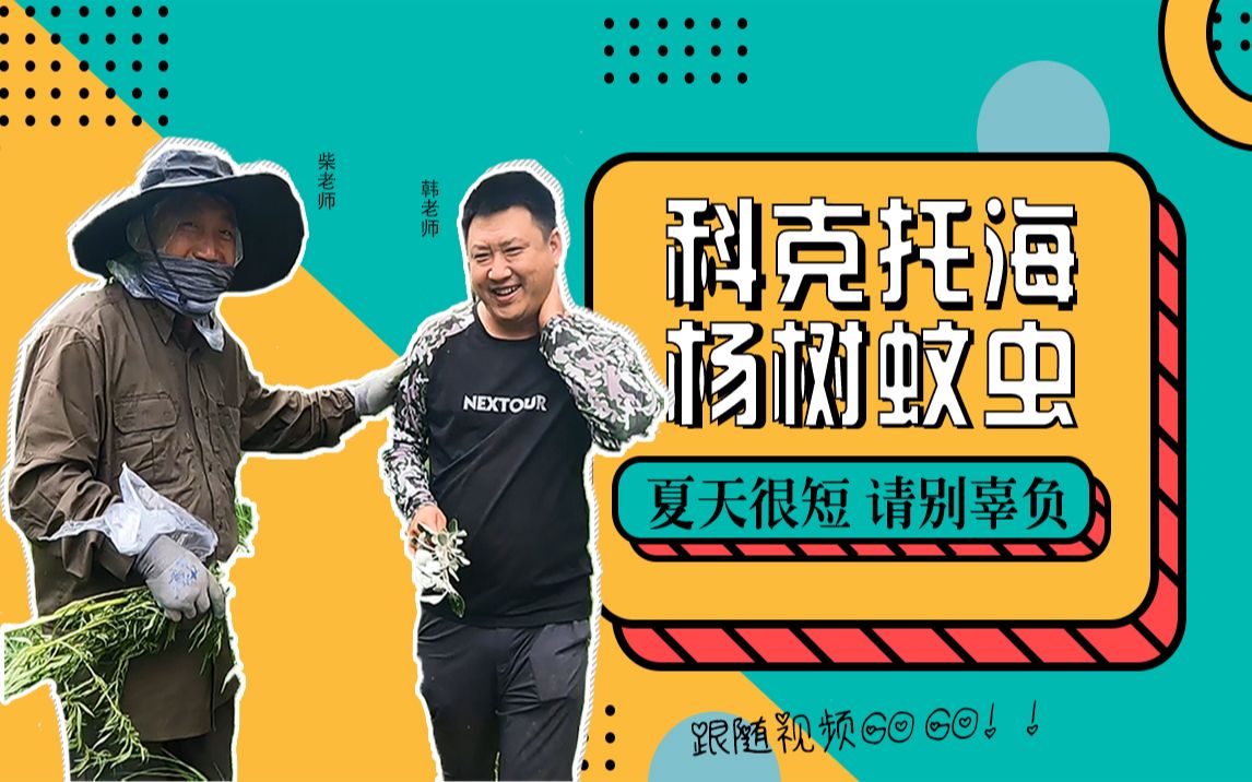 勇闯科克托海“蚊虫王国”,额尔齐斯河 我国唯一条流入北冰洋的河流