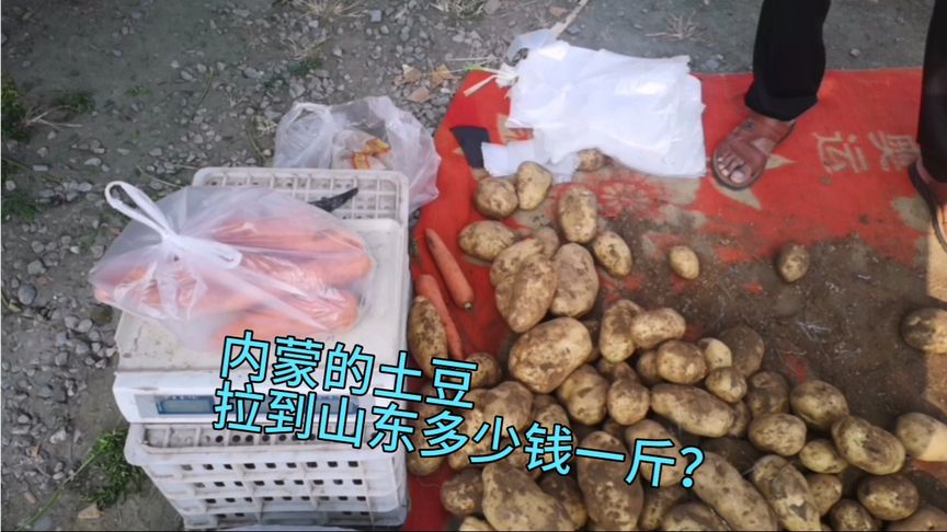 内蒙古的土豆拉到山东,看看50岁小伙卖多少钱一斤?便宜吗?