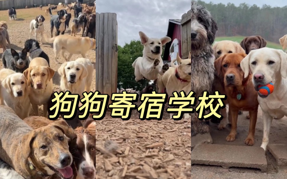 沉浸式体验狗狗寄宿学校