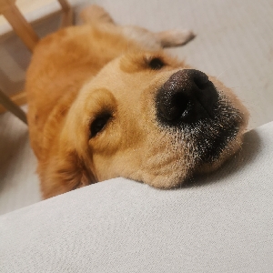 那身材还去九点半 