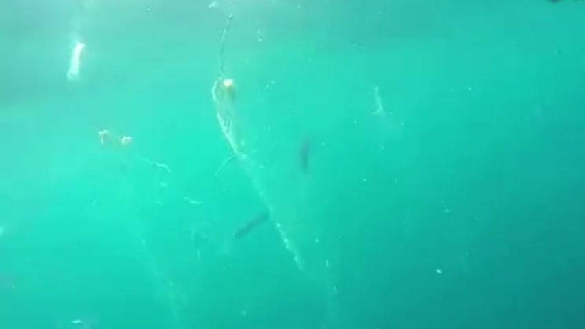 实拍:原来渔网是这么捕鱼的,终于看清鱼群游进渔网的整个过程了