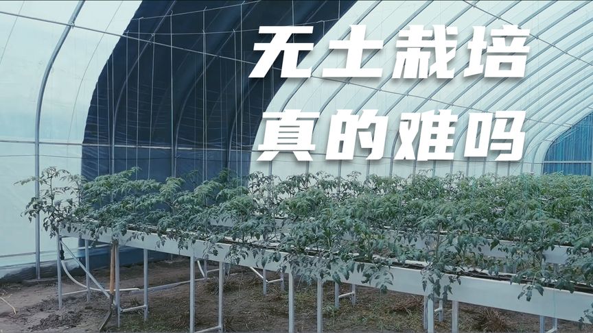 无土栽培真的难吗?看完你就明白了!省工省力真不错