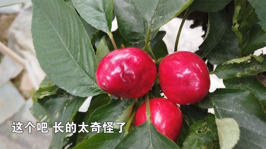 小元素、大作用,大樱桃缩果病的克星——硼!
