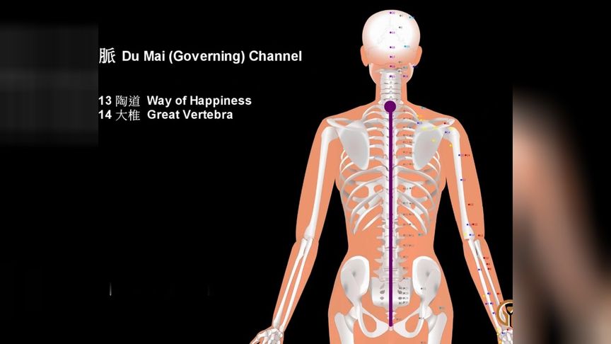 十二经脉-督脉3D动图及各穴位说明