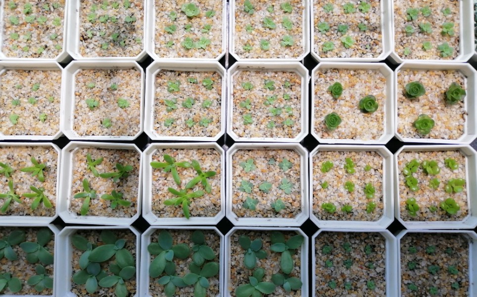 [多肉播种生长记录]成长(一)