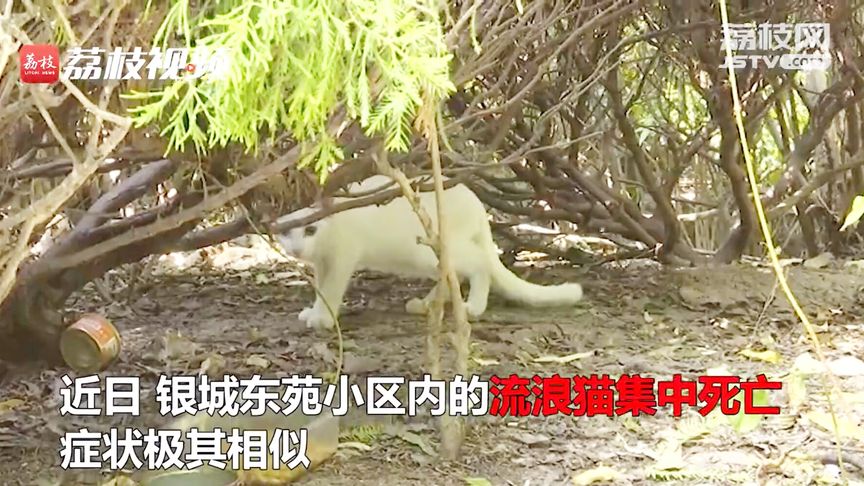 小区内流浪猫接连死亡 居民:怀疑有人投毒 已报案