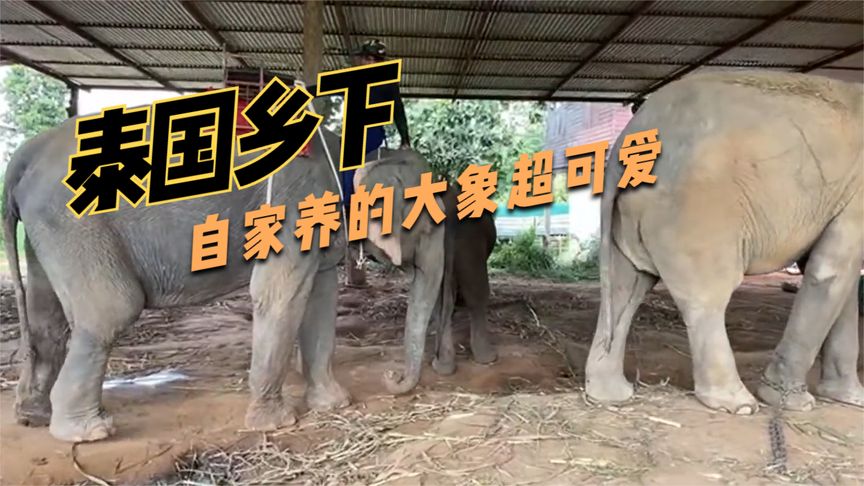 泰国乡下家养的大象,每天互动