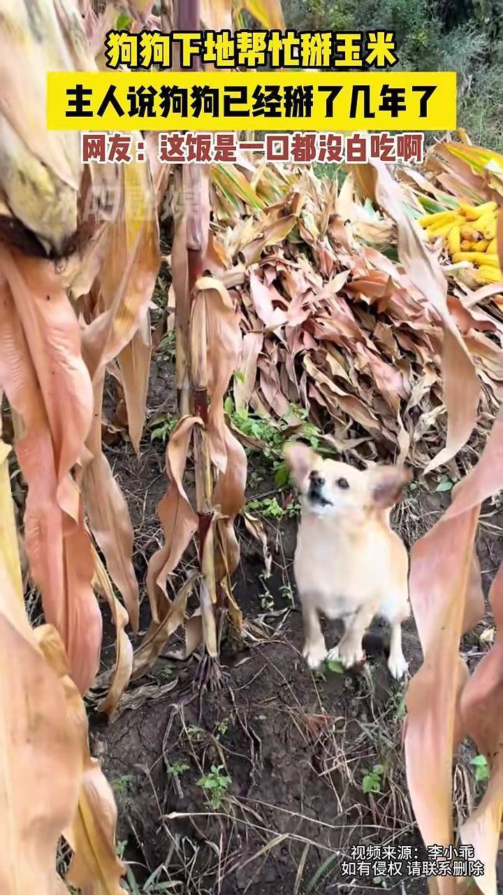 狗狗下地帮忙掰玉米,主人说狗狗已经掰了几年了,网友:这饭是一口都没...