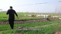 农村褪羊皮是如何操作的?过程有些残忍,见过的人不多