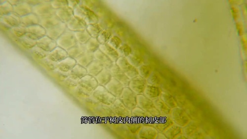 树皮中有导管还是筛管