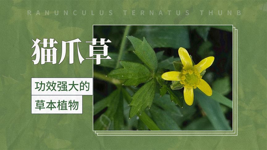 猫爪草——功效强大的草本植物