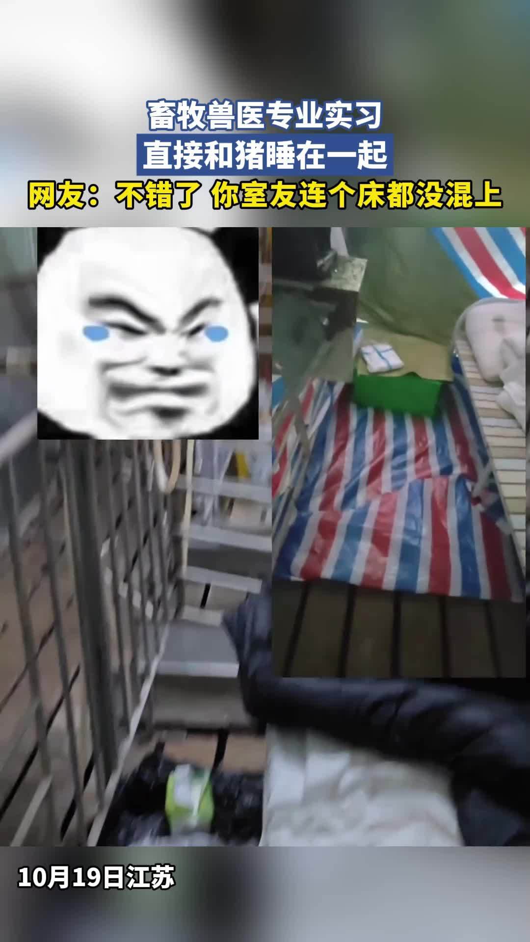 畜牧兽医专业实习,直接和猪睡在一起