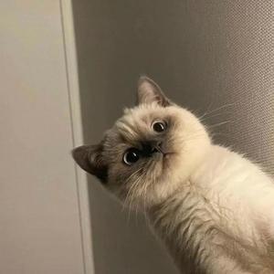 一只可达鸭啊 