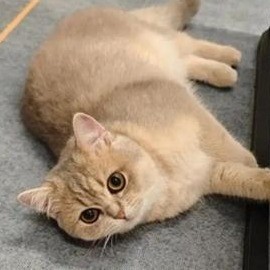 懒猫吃不胖