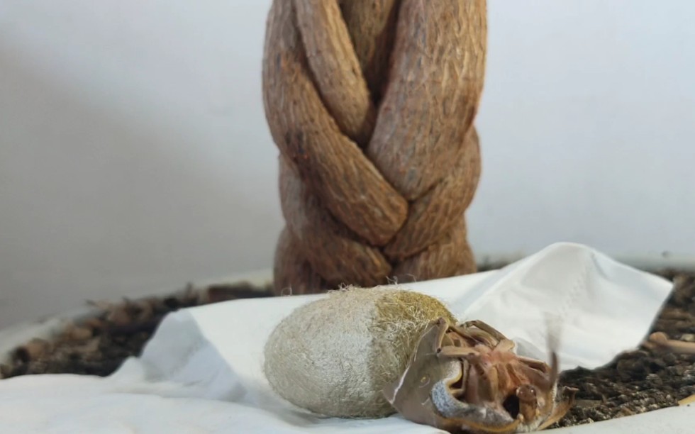 蚕茧蚕蛹蜕变成飞蛾