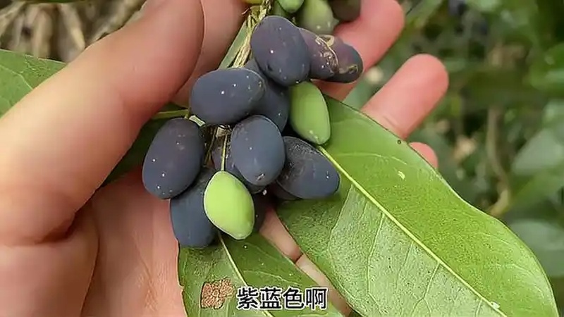 “天降灵实”桂花果,原来它用处这么多,我也才知道,一起来看看