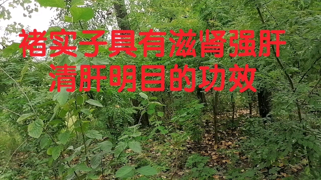 褚实子具有滋肾强肝,清肝明目的功效
