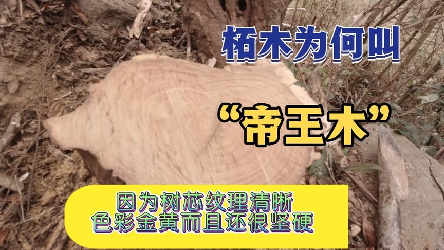 柘木又名帝王木,树芯纹理清晰,色彩金黄且坚硬