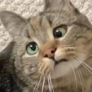 肉酱小猪 