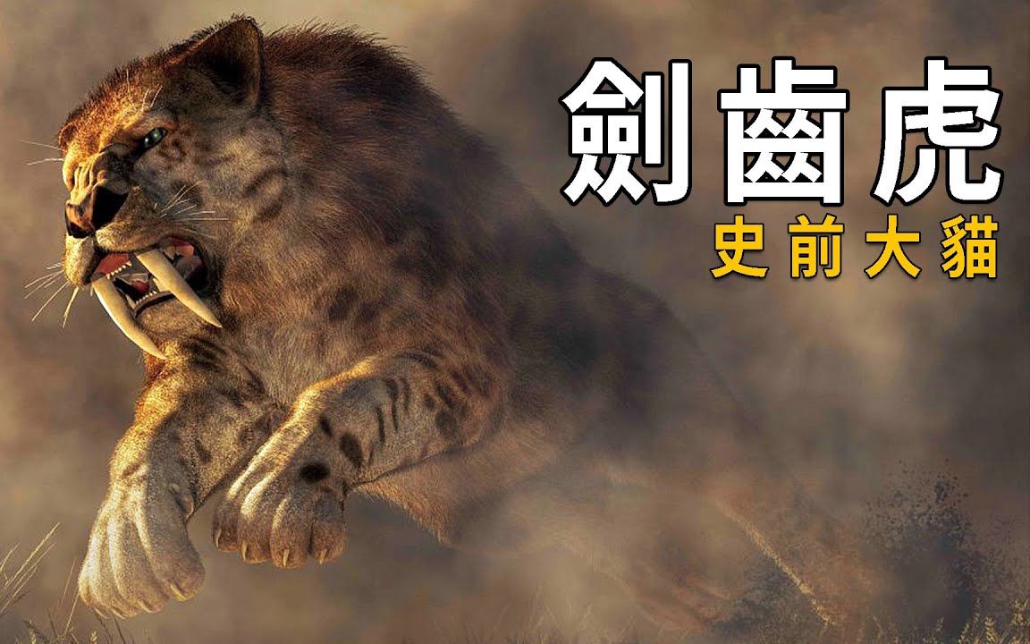 史前大猫「剑齿虎」,拥有一对军刀般上犬齿战力凶狠,人类对大型猫科...