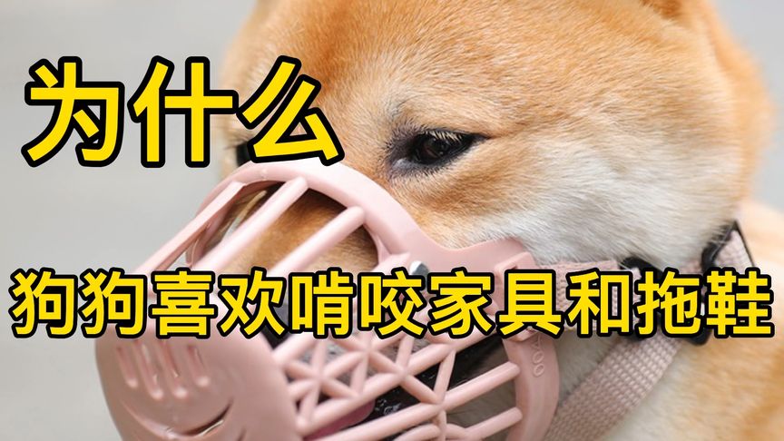为什么狗狗喜欢啃咬家具和拖鞋呢?