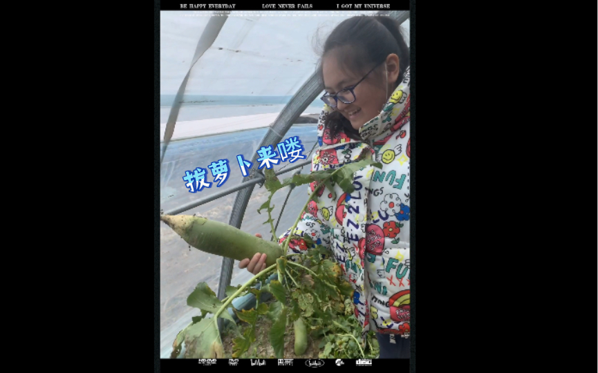 劳动实践来喽!拔萝卜,拔萝卜,拔出一根大萝卜。