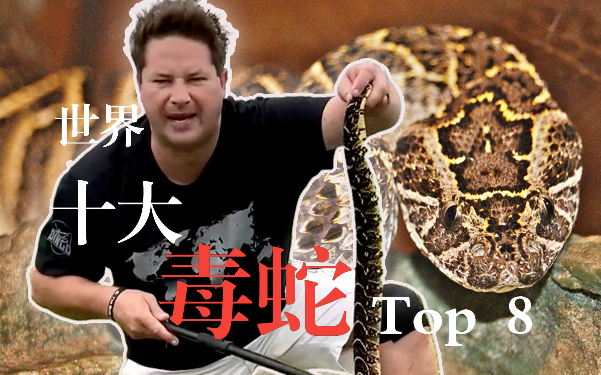 世界十大毒蛇排行榜Top 8|Dingo家乡的毛毛虫小泡芙,网红蛇鼓腹咝蝰...