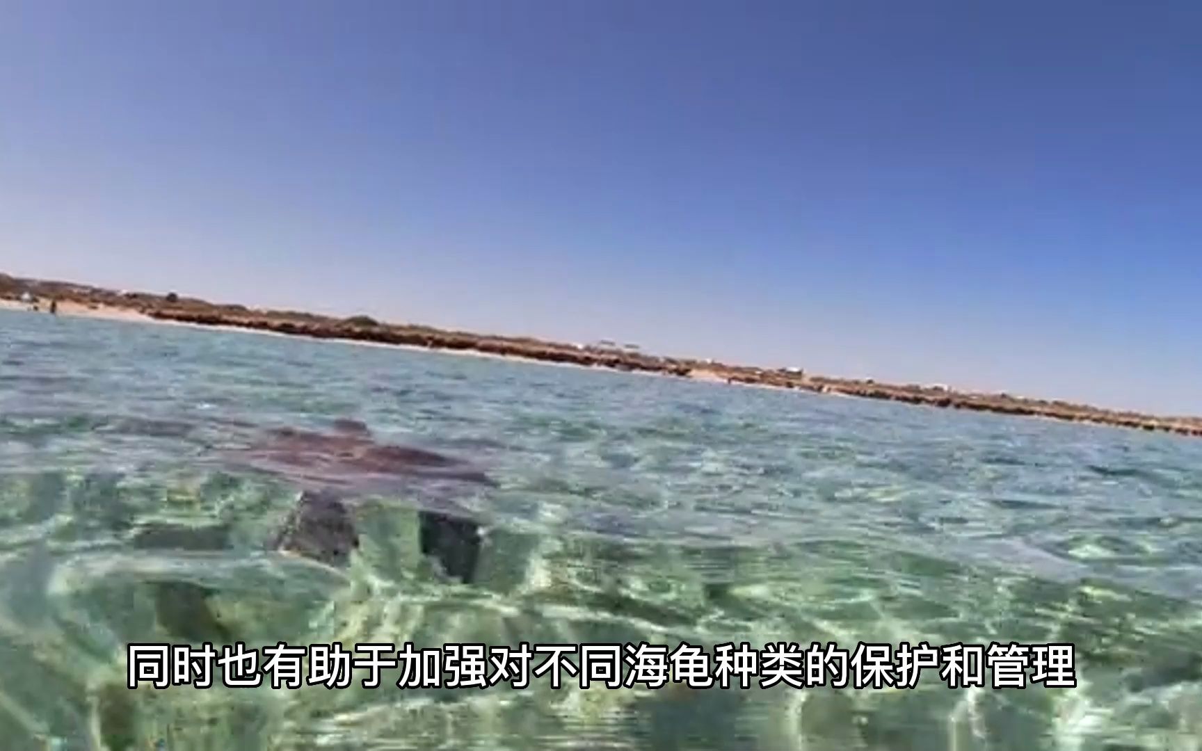 :全面介绍海龟的种类及其分布范围