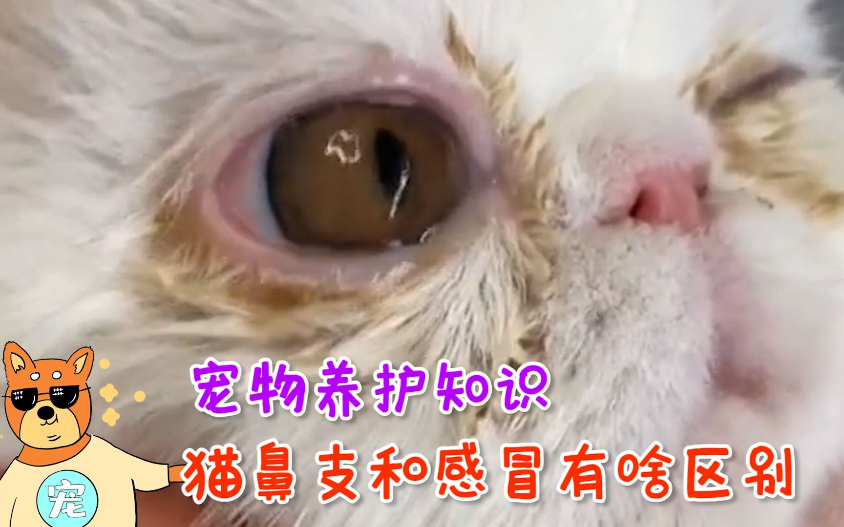 宠物养护知识!猫鼻支和感冒有啥区别?一看就懂!