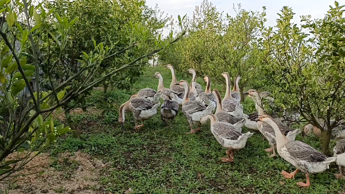 啰里啰嗦的小记录——移栽小番茄苗