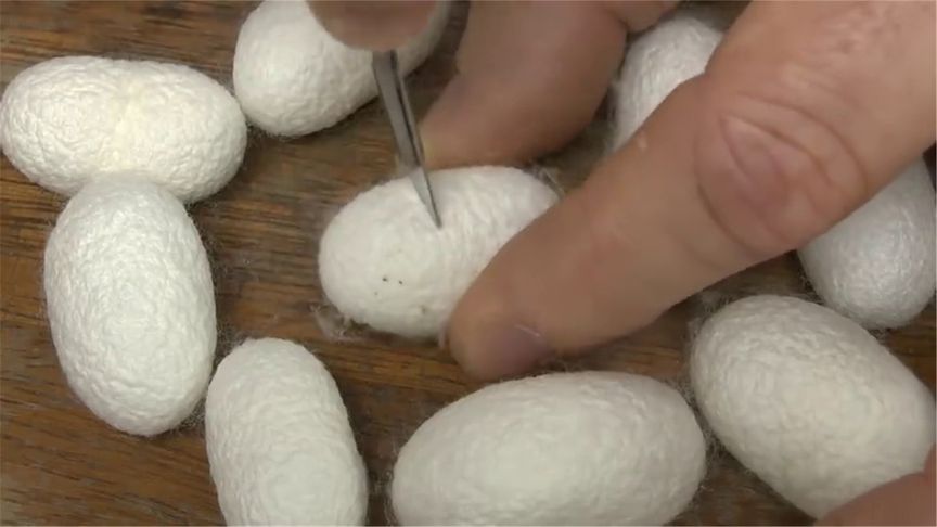 蚕茧里面有什么?男子用刀子切开,才发现里面没有想的那么简单