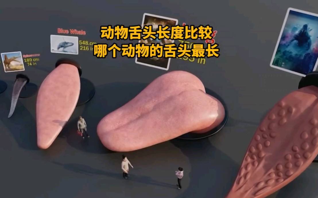 不同动物舌头长度比较,看看哪个动物的舌头最长!