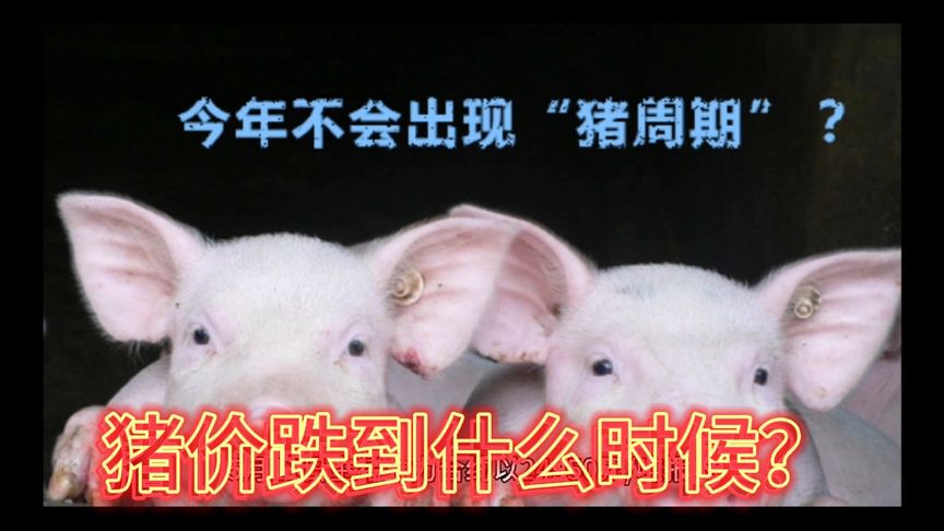 规模上市养殖场业绩分化,猪价格到底部了?