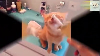 主人打开电动牙刷,猫咪就凑过来挠痒痒,网友:是一只会享受的猫