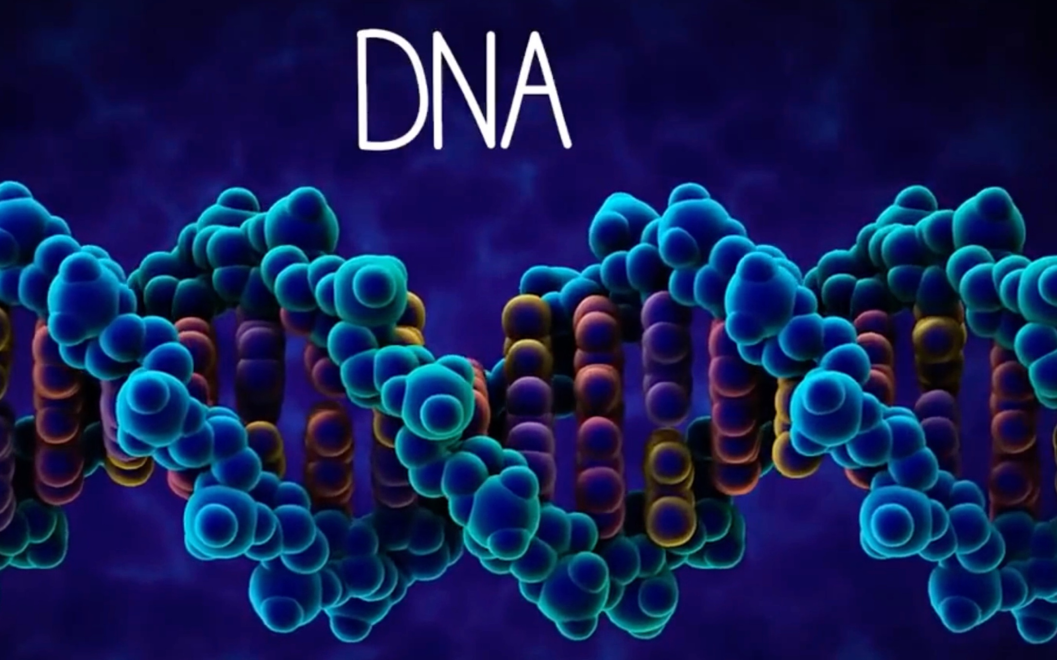[高中生物动画演示-中文配音版]DNA的结构
