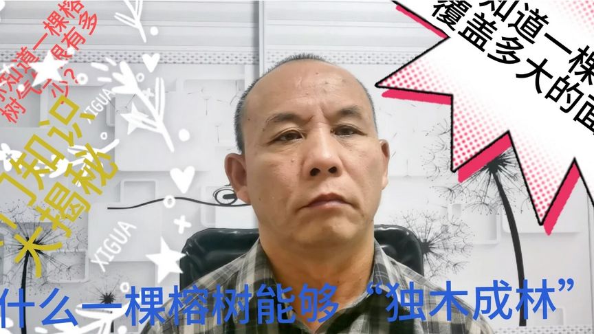 为什么榕树能“独木成林”?一棵榕树可覆盖多少平方米的面积?