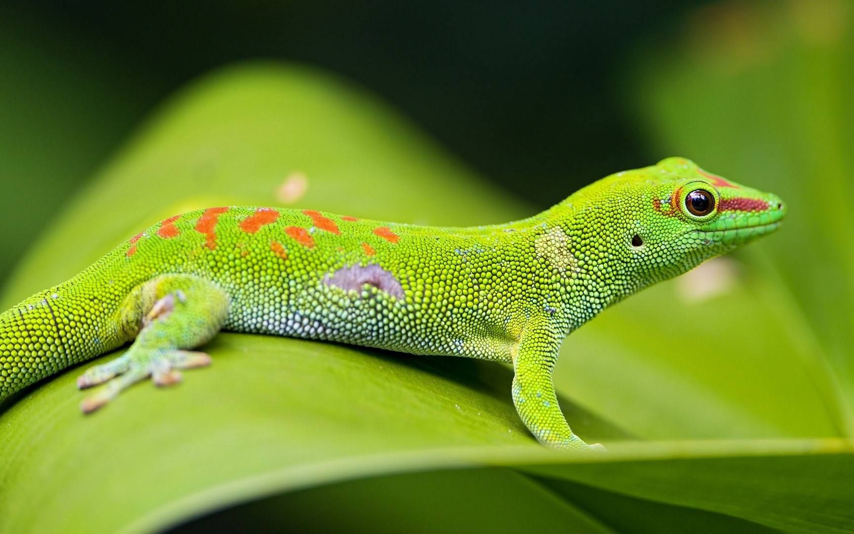 制作包包的皮有哪些,以及其特点?