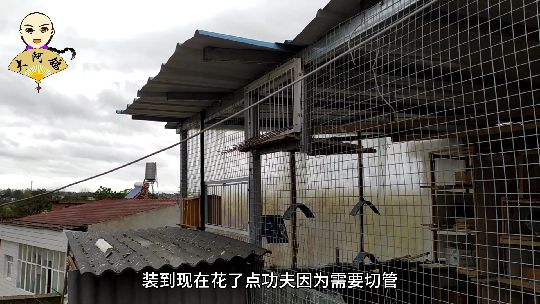 鸽舍下雨漏水的问题用两块彩钢瓦就解决了,以后再也不用担心了
