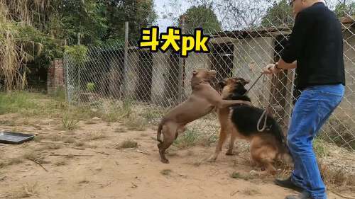 德牧大战斗犬比特,狼狗率先发动进攻,能否制服斗犬