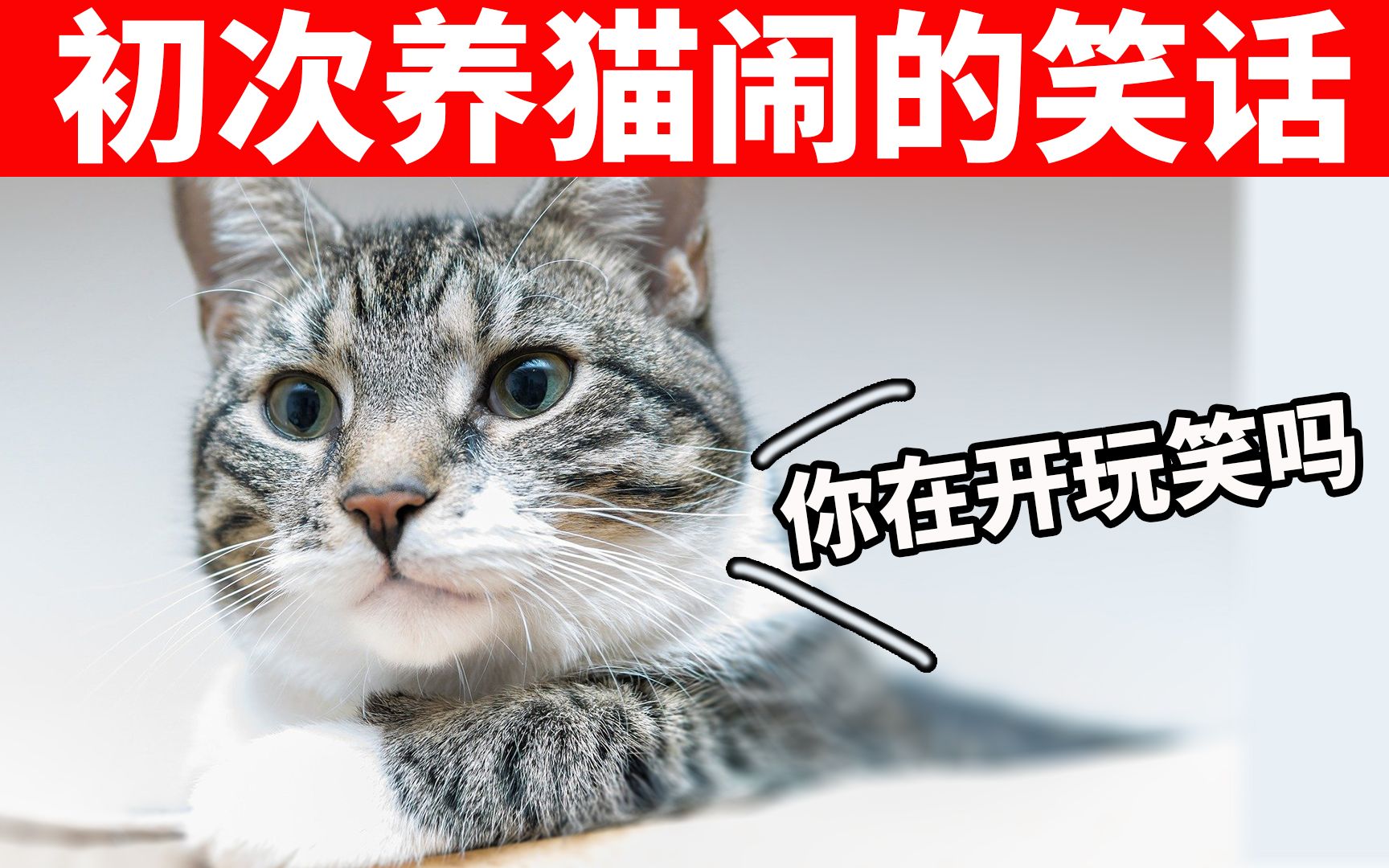 第一次养猫闹过的5个笑话,你肯定也有过! 【初识猫咪EP17】