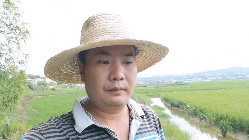 鱼稻共生模式。给大家看看鱼稻模式和水稻长势