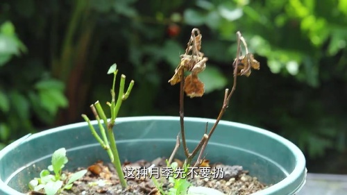 有了它,轻松拯救月季黄叶、掉叶、不生长等问题