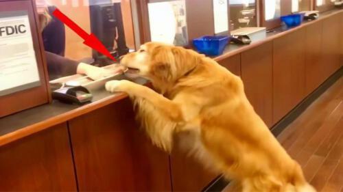 金毛独自来到银行柜台,以为只是走错地方,路人看清羡慕不已!