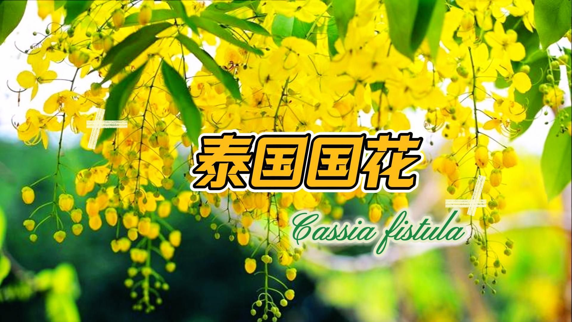 【泰国国花】:金链花之光