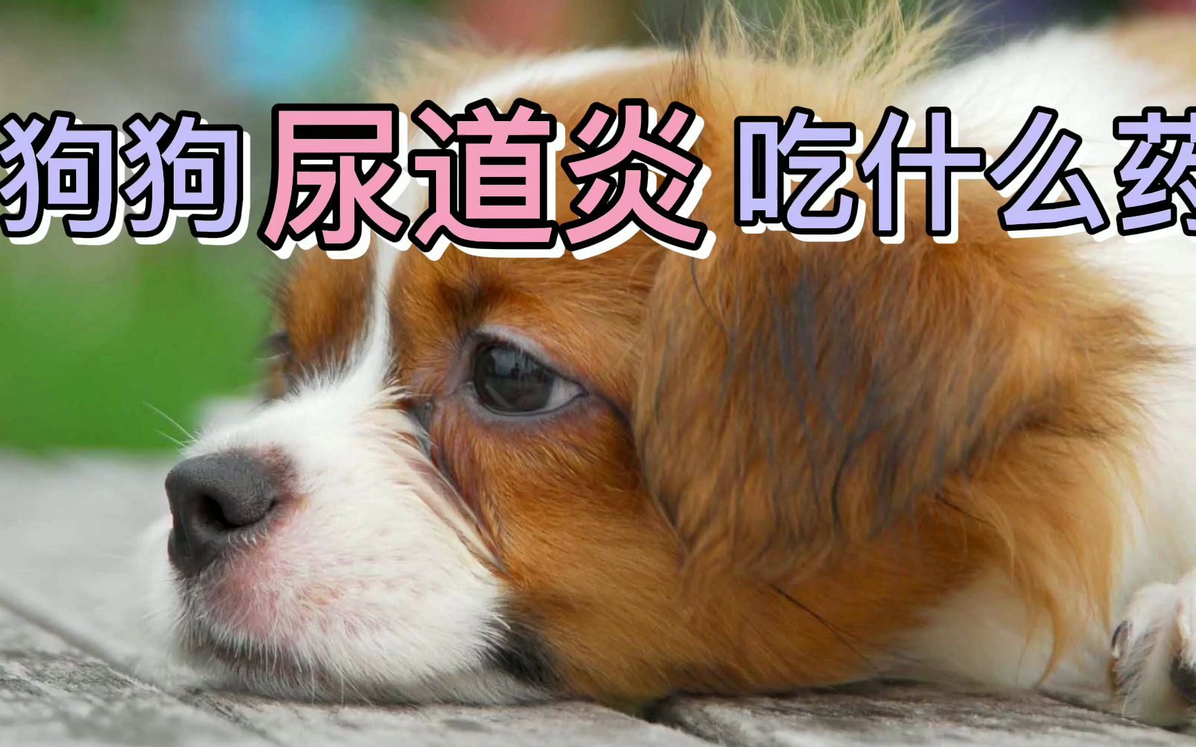 狗狗尿道炎吃什么药
