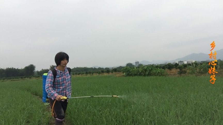 水稻作物已经进入田间管理阶段,看看农村姑娘如何给水稻防虫防病