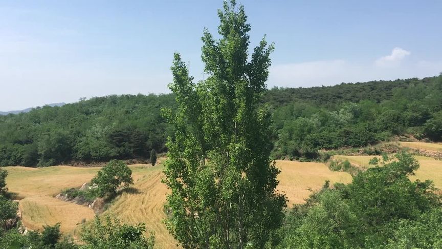 生长期最长的麦子成熟了 。