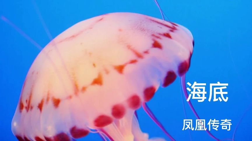 凤凰传奇改编《海底》,带你一起领略海底魅力!