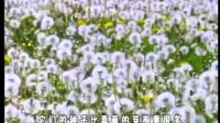 蒲公英种子的传播.MPG